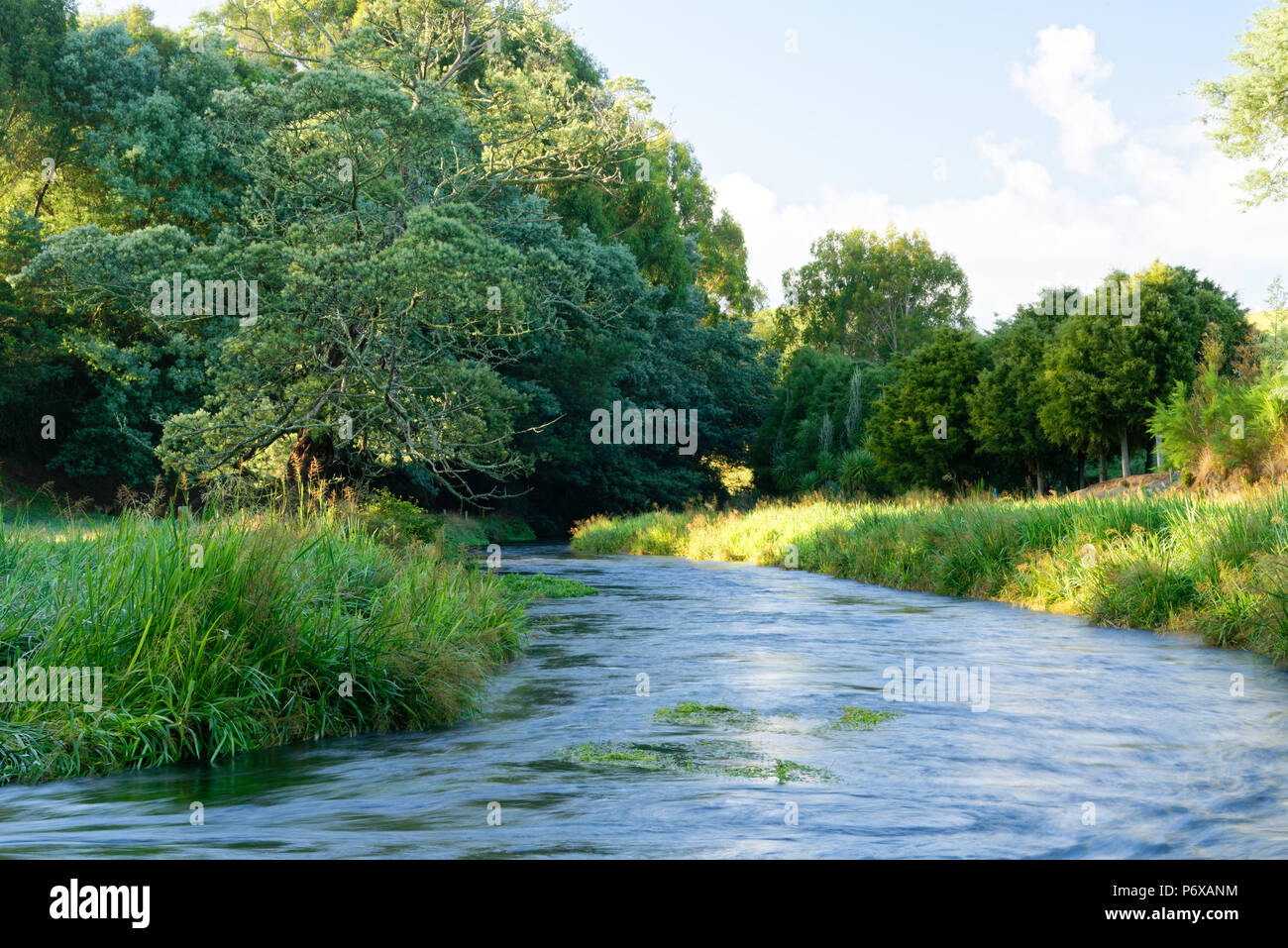 River along the Te Waihou Blue Springs walkway in South Waikato Stock ...