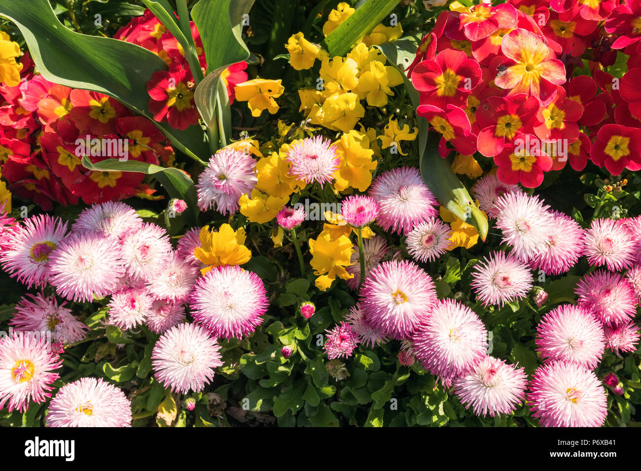 Spring wild flower at the park Stock Photo - Alamy