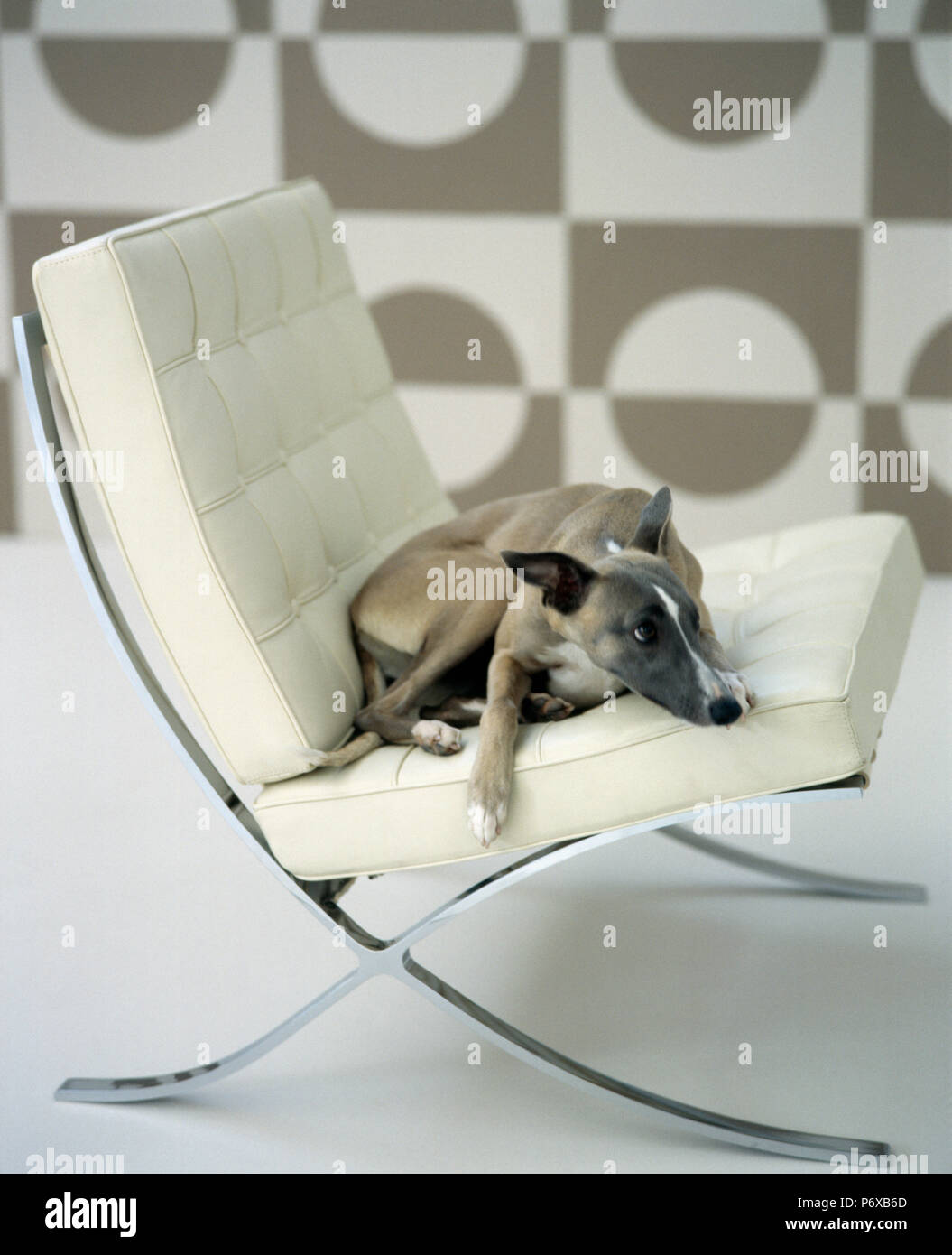 Beige whippet dog lying on white leather Mies van de Rohe Barcelona ...