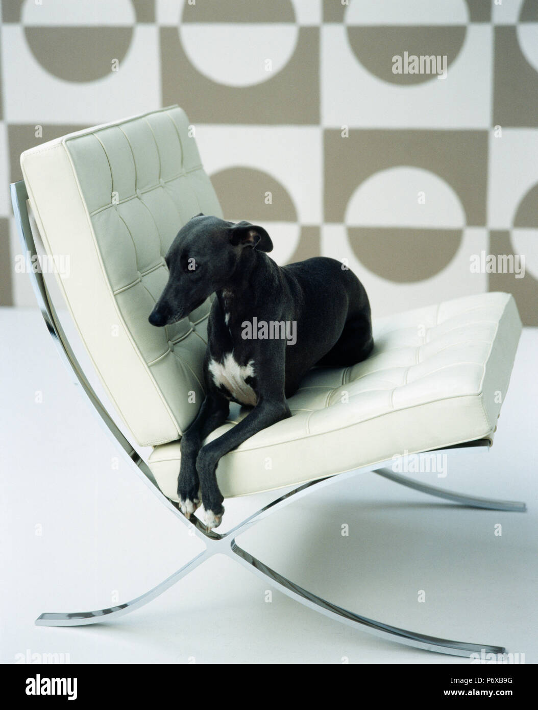 Black whippet dog lying on white leather Mies van de Rohe Barcelona ...