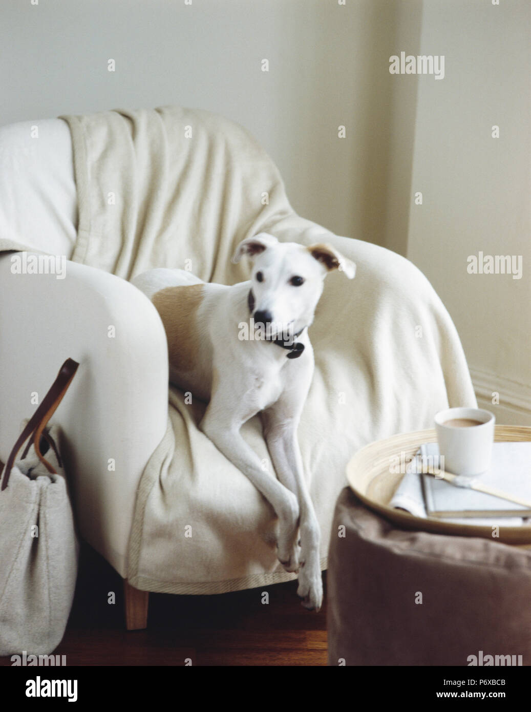 Whippet dog sitting hi-res stock photography and images - Alamy