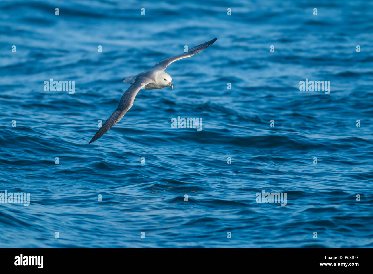 Northern Fulmar Fulmaris glacialis, flying low over a blue sea, Isles ...