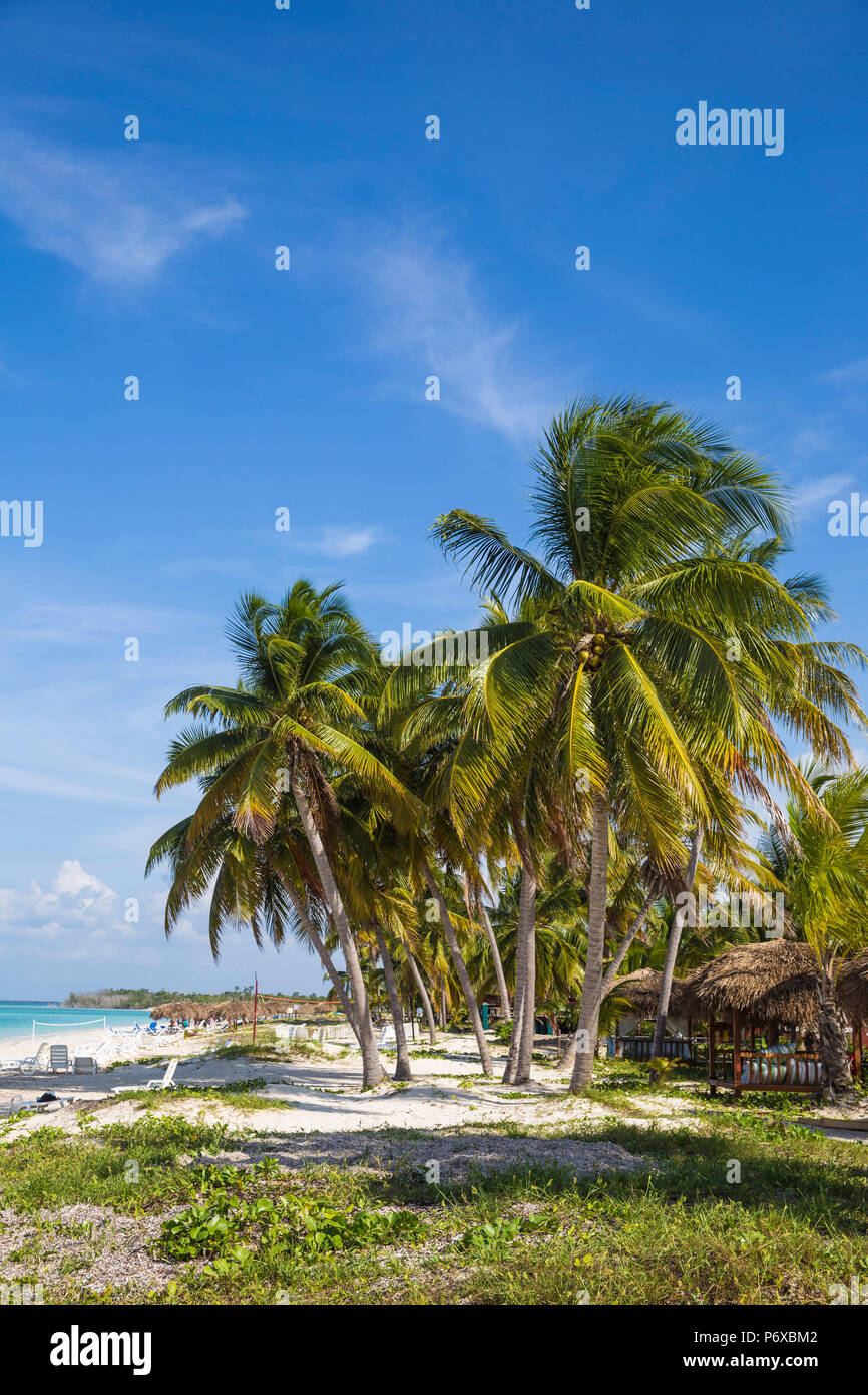 Cuba, Pinar del RÃ­o Province, Cayo Levisa, Palm trees on white sand ...