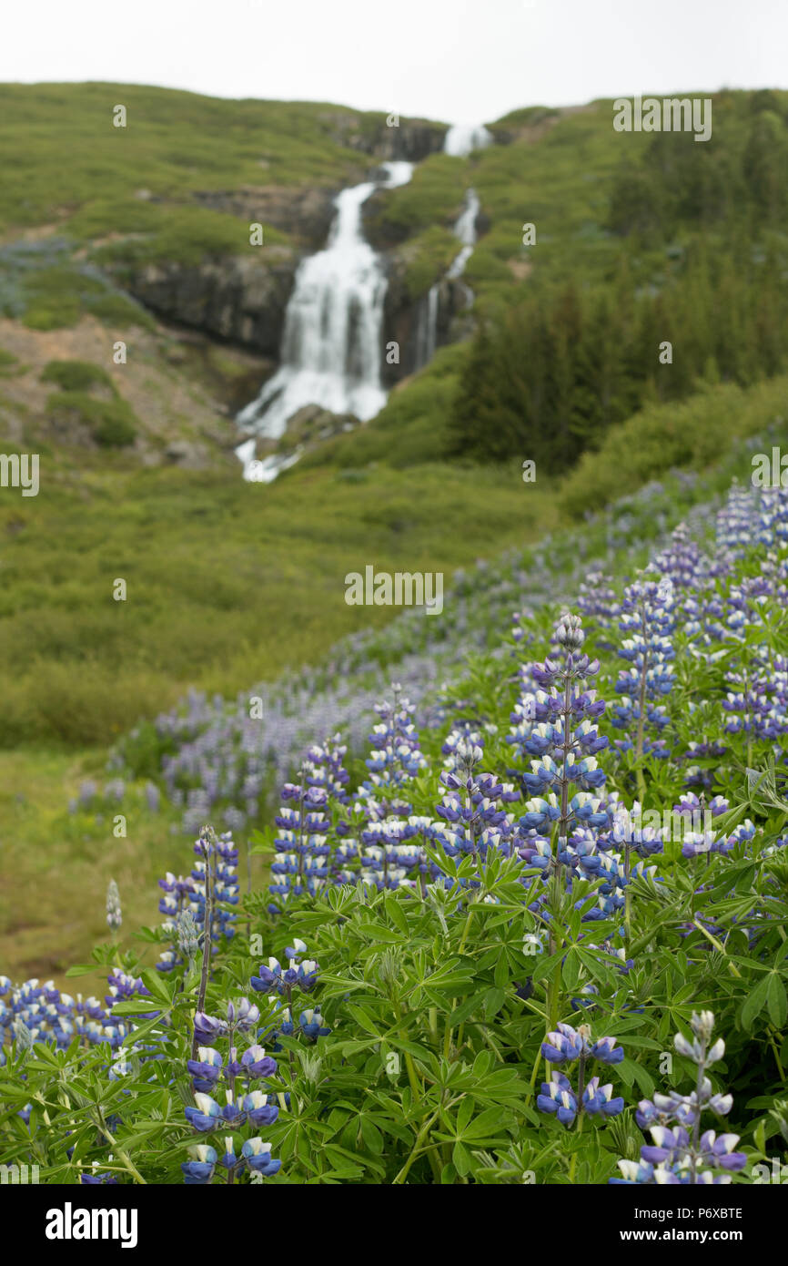 Nootka Lupin Lupinus nootkatensis, the invasive flower in bloom near a ...