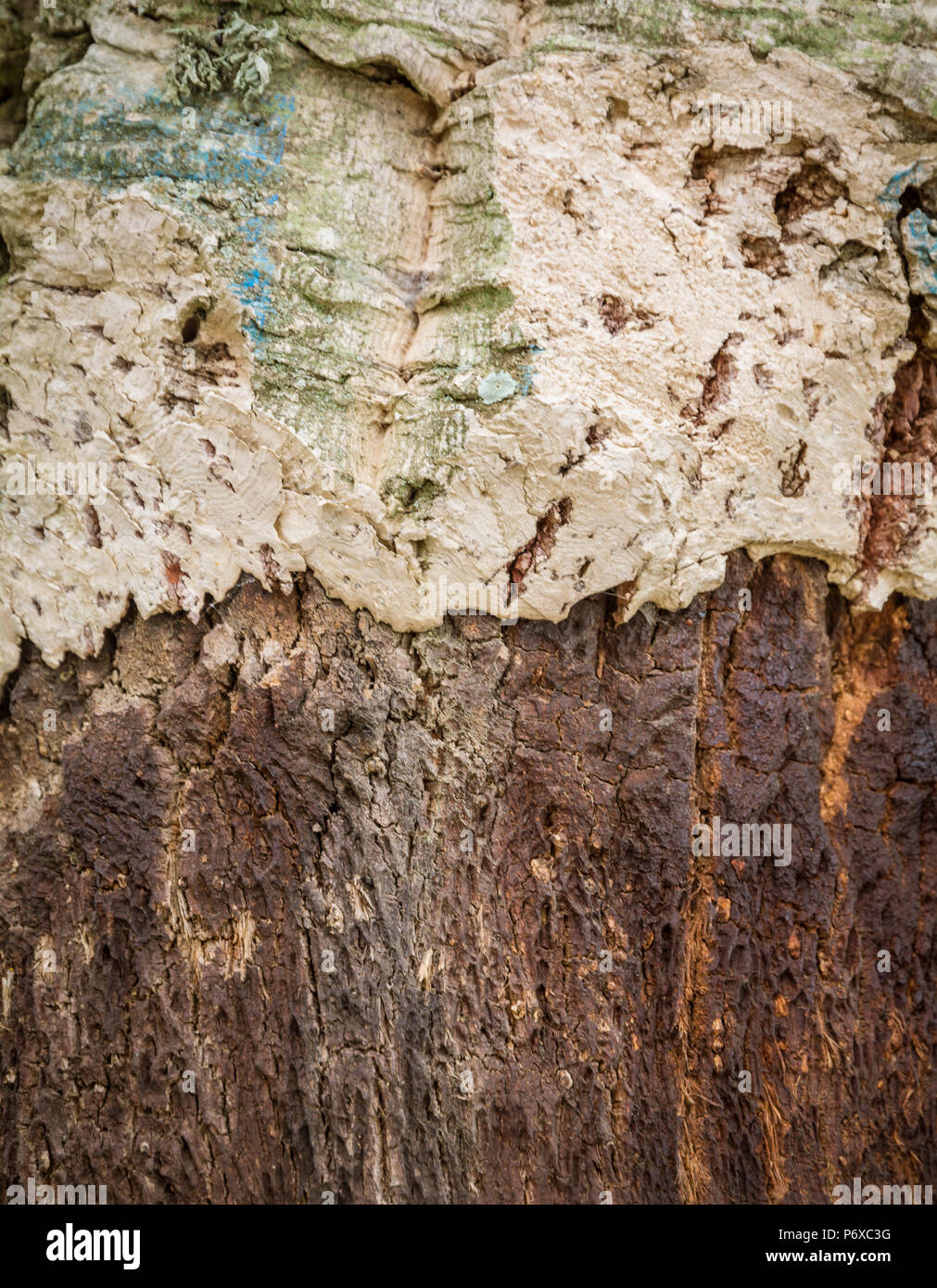 cork oak tree in detail after cut the cork in the forest Stock Photo ...
