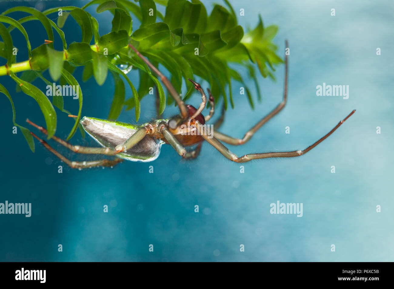 Diving bell spider Stock Photo - Alamy