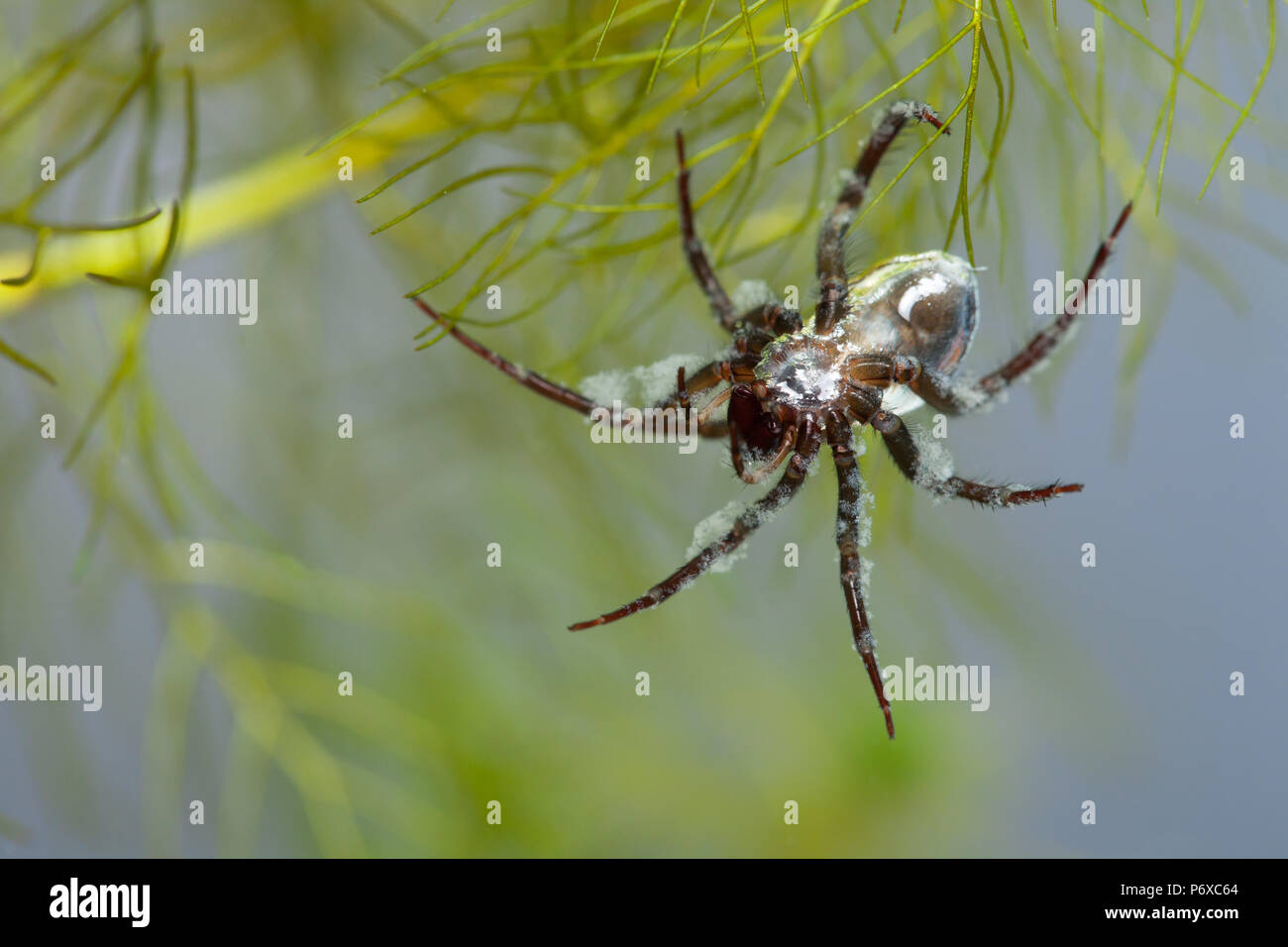 Diving bell spider Stock Photo - Alamy