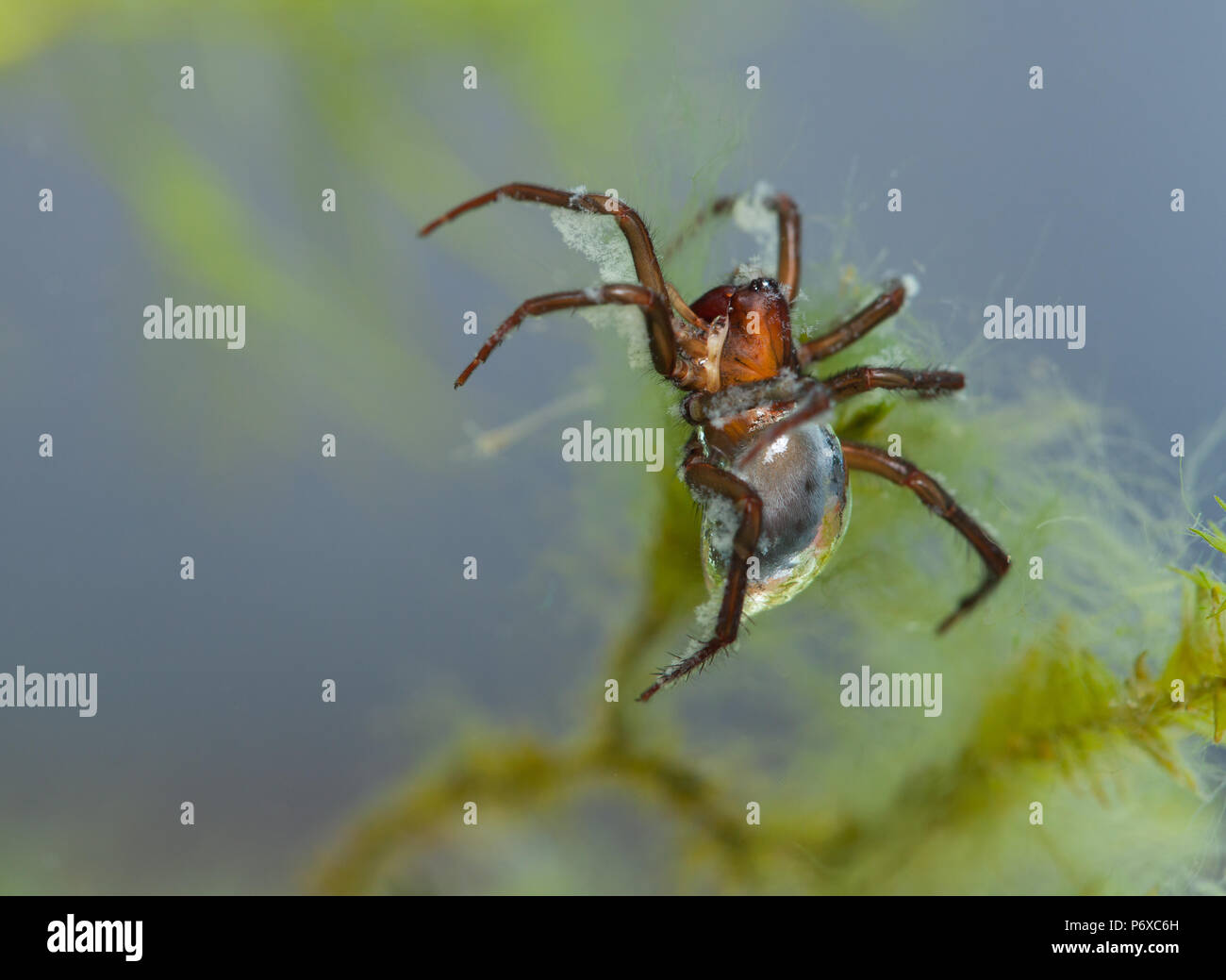 Diving bell spider argyroneta aquatica hi-res stock photography and ...