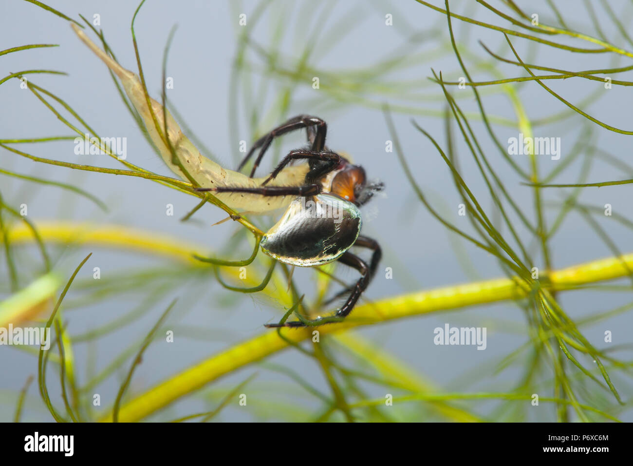 Diving bell spider Stock Photo - Alamy