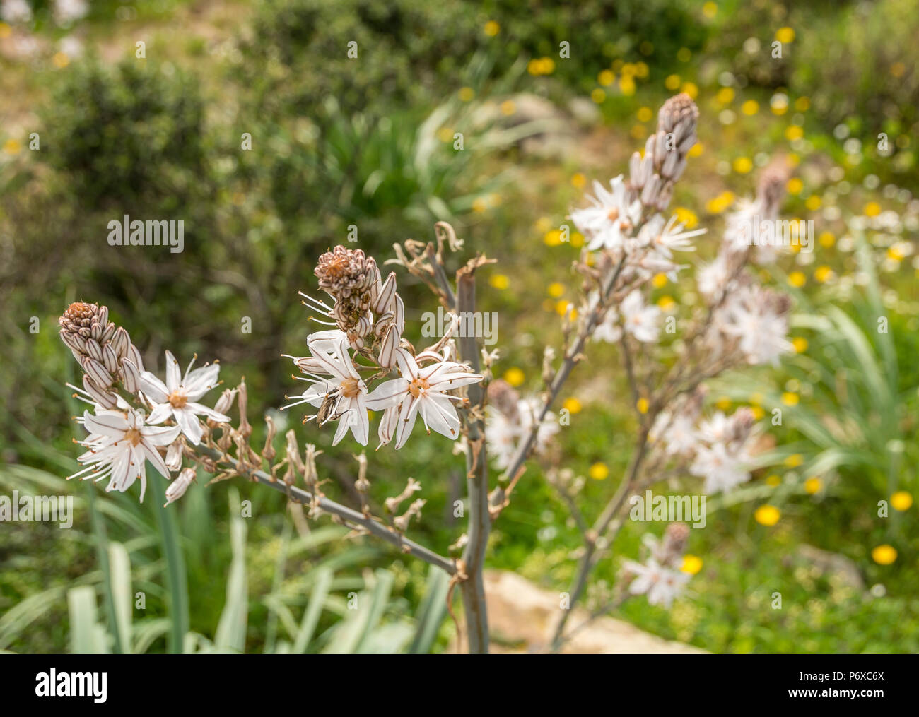 Asphodelus albus, common name white asphodel, is a herbaceous perennial ...