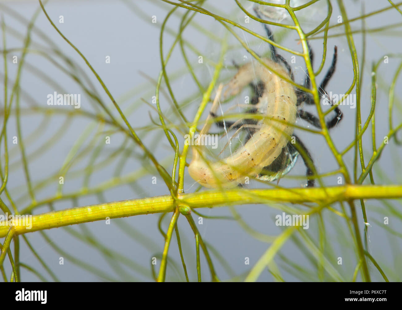 Diving bell spider Stock Photo - Alamy