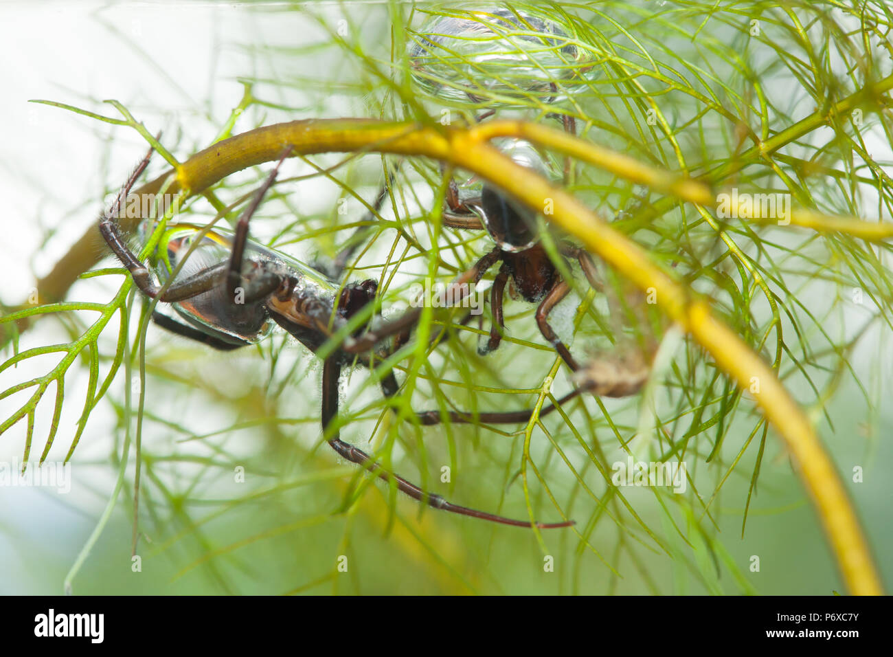 Diving bell spider Stock Photo - Alamy