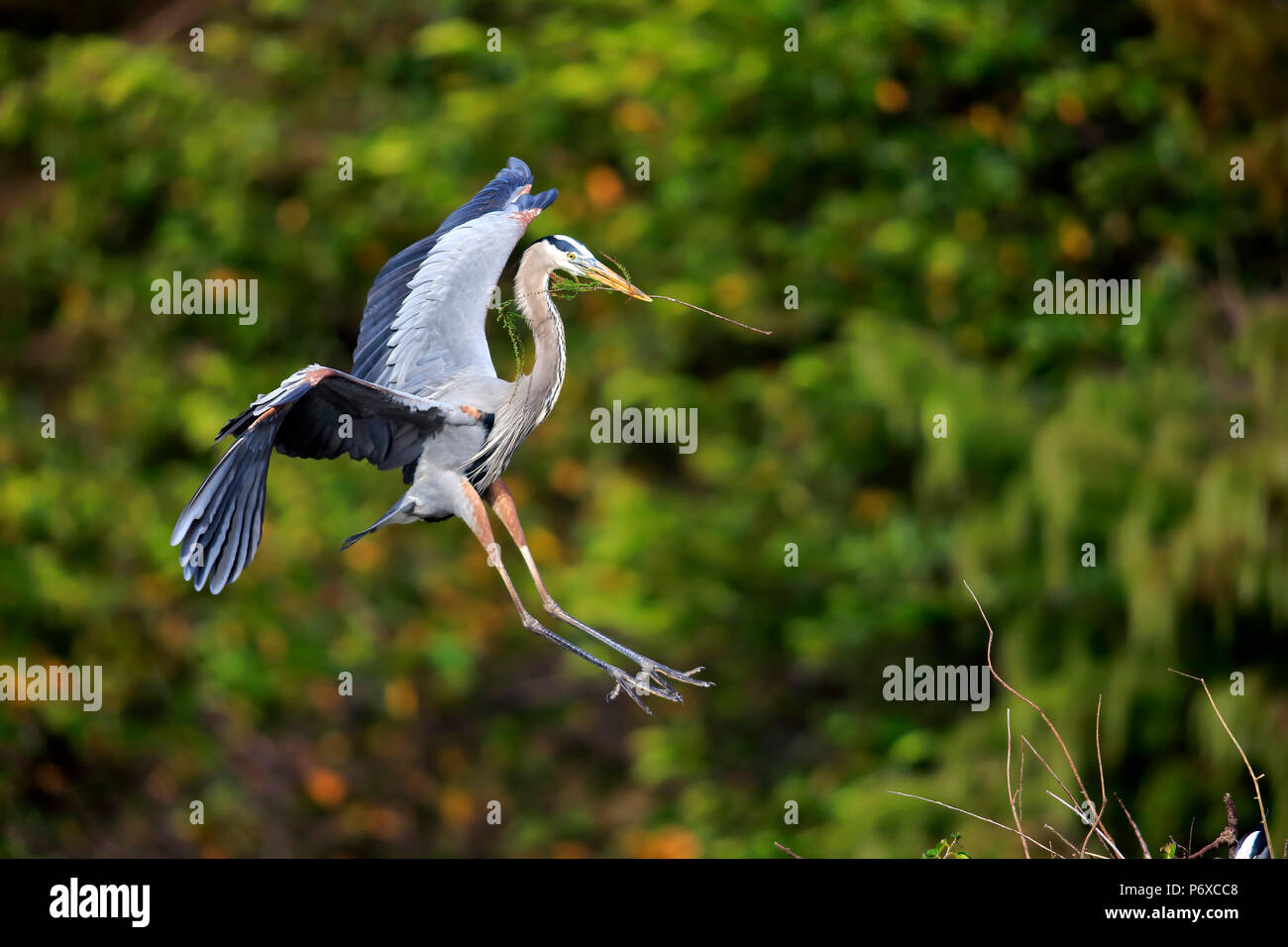 Heron hi-res stock photography and images - Alamy