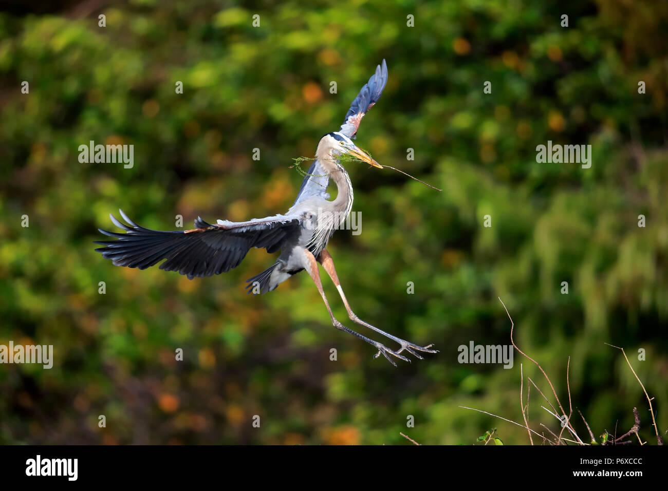 Great Blue Heron, adult flying with nesting material, Wakodahatchee ...