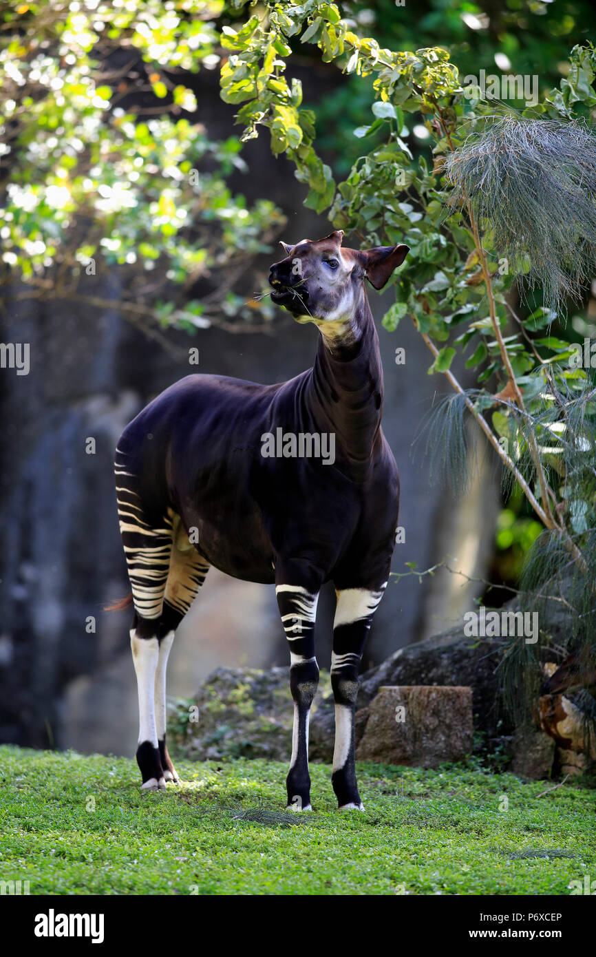 Okapi okapia johnstoni adult hi-res stock photography and images - Alamy