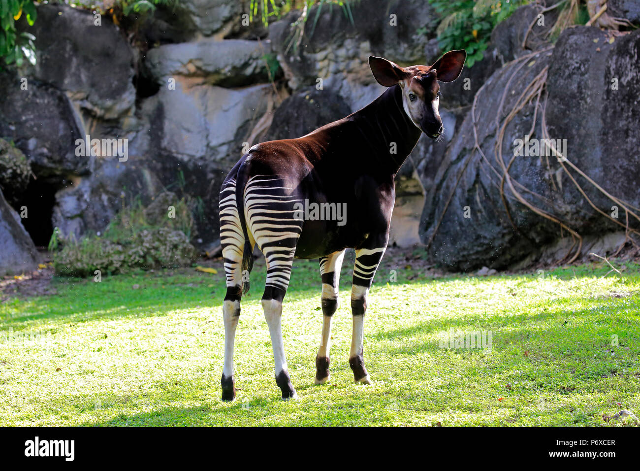 Okapi hoofed animals hi-res stock photography and images - Alamy