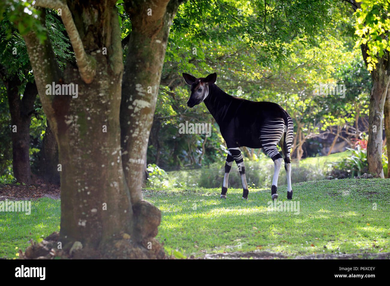Animal okapi hi-res stock photography and images - Alamy