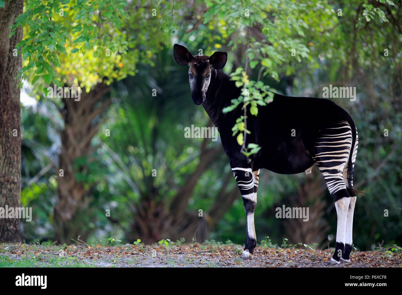 Okapi okapia johnstoni adult hi-res stock photography and images - Alamy