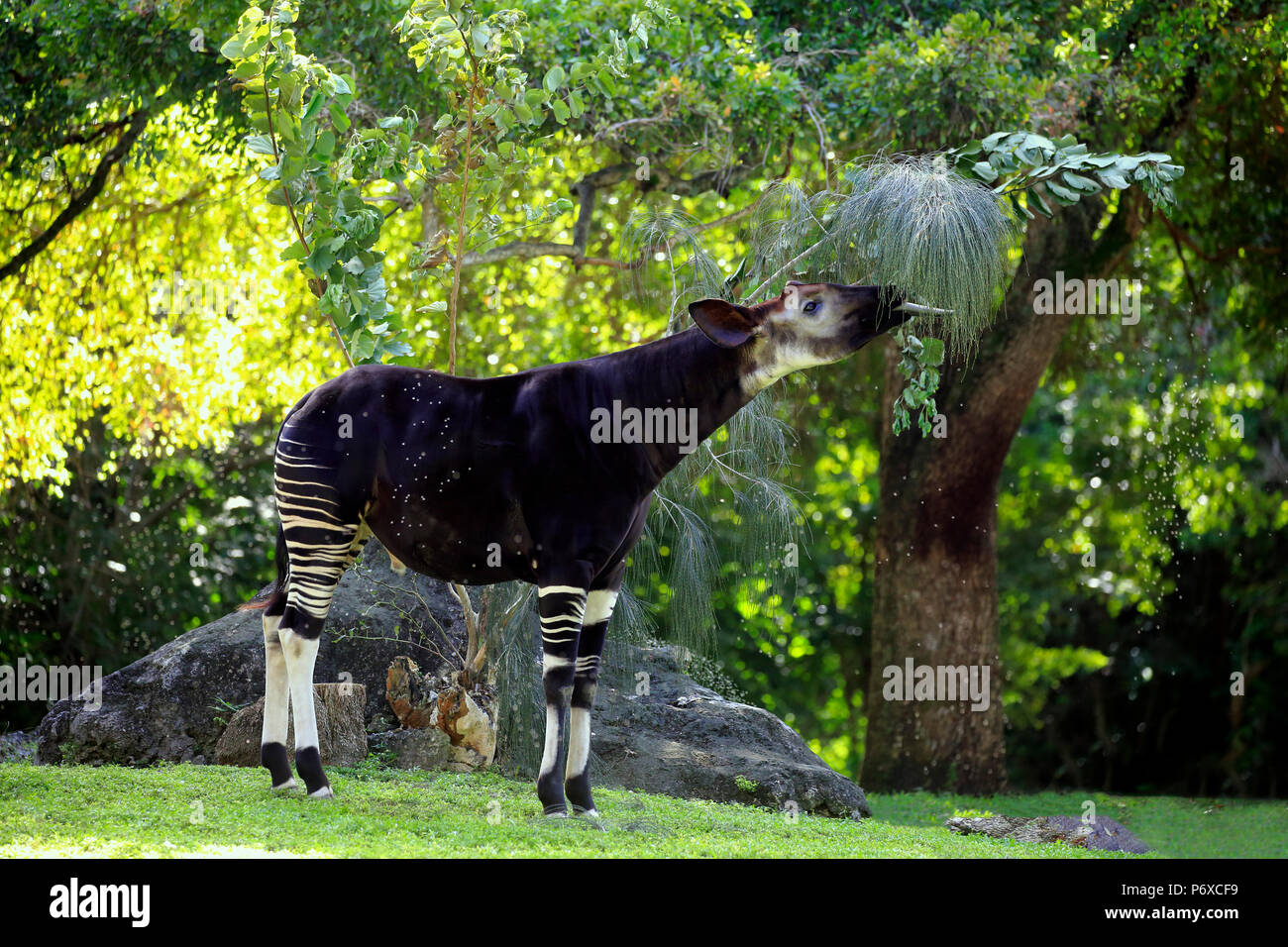 Eats africa hi-res stock photography and images - Alamy