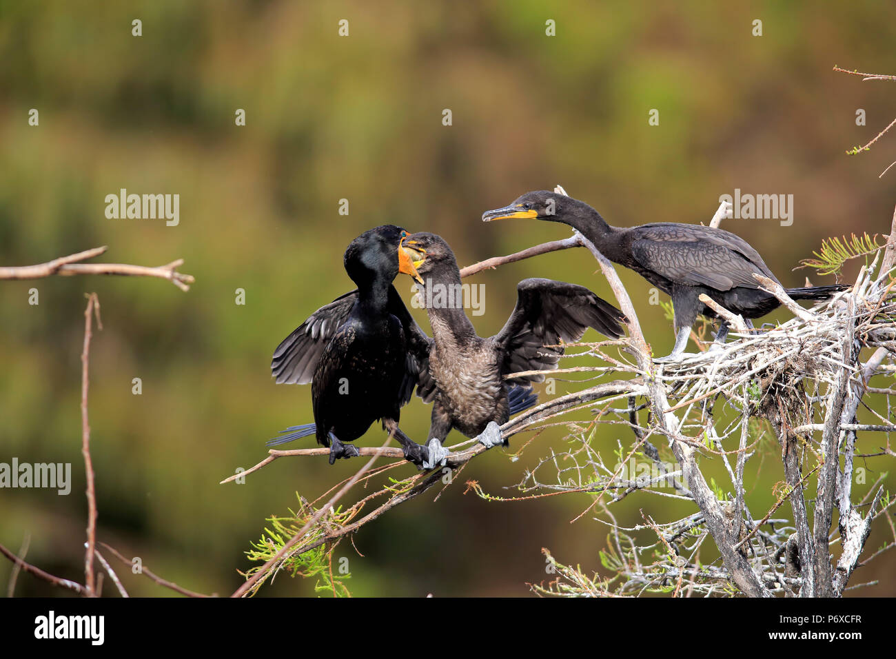 Cormorant family in nest hi-res stock photography and images - Alamy