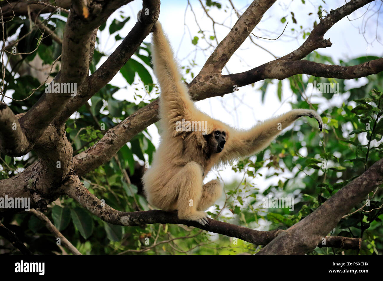 Hylobates lar calling hi-res stock photography and images - Alamy