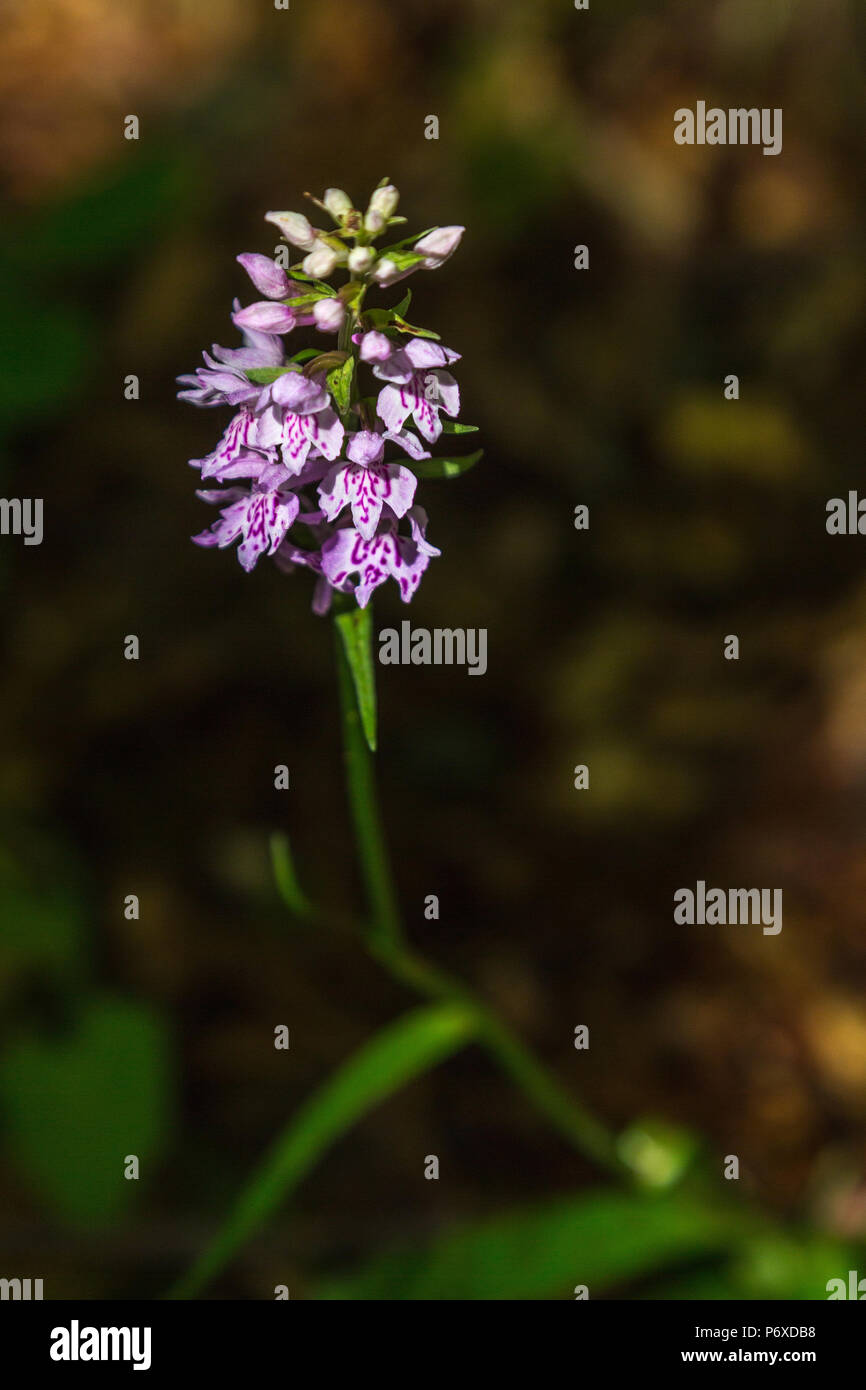 Orchid botanical drawing hi-res stock photography and images - Alamy