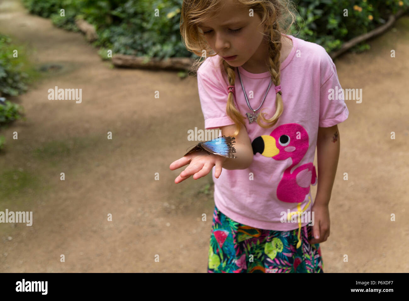 Curious girl holding a blue butterfly in the palm of her hand. High ...