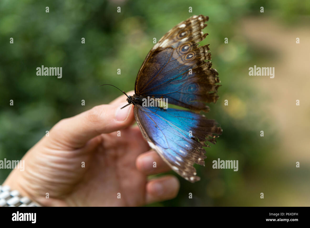 Blue butterfly on the fingertips. Close up Stock Photo - Alamy