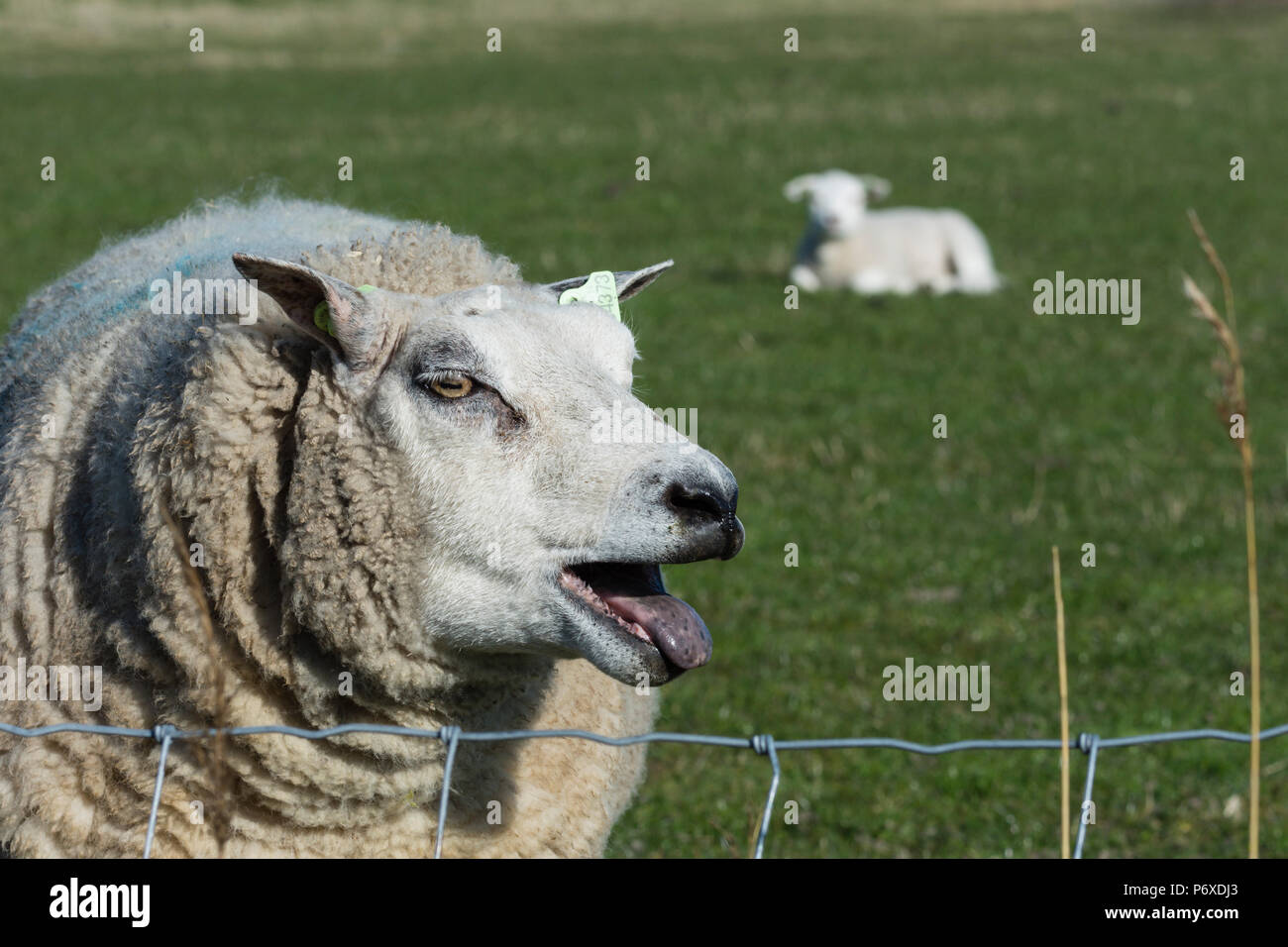Texel sheep, texel, netherlands Stock Photo - Alamy
