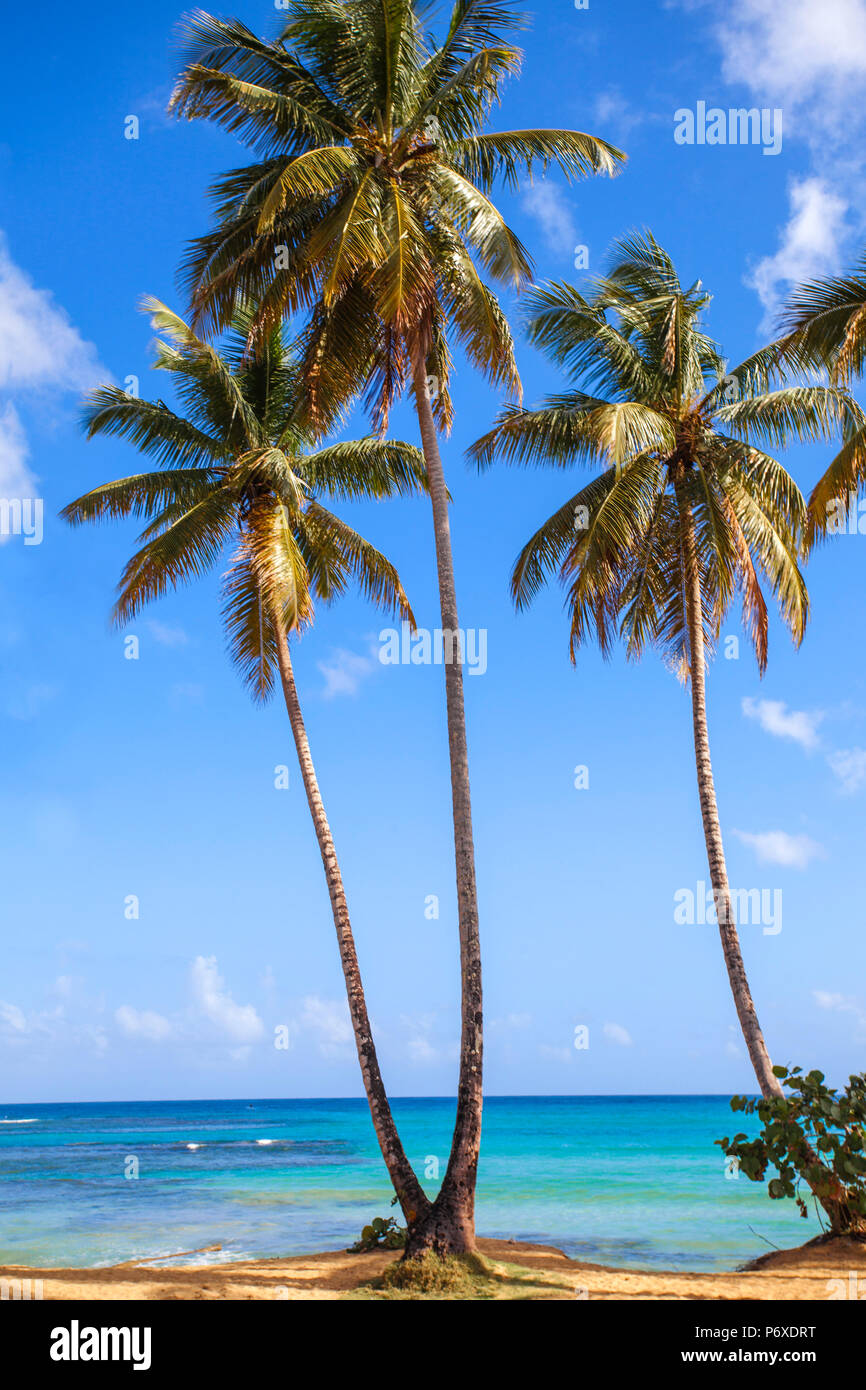 Dominican Republic, Samana Peninsula, Beach at Las Terrenas Stock Photo ...