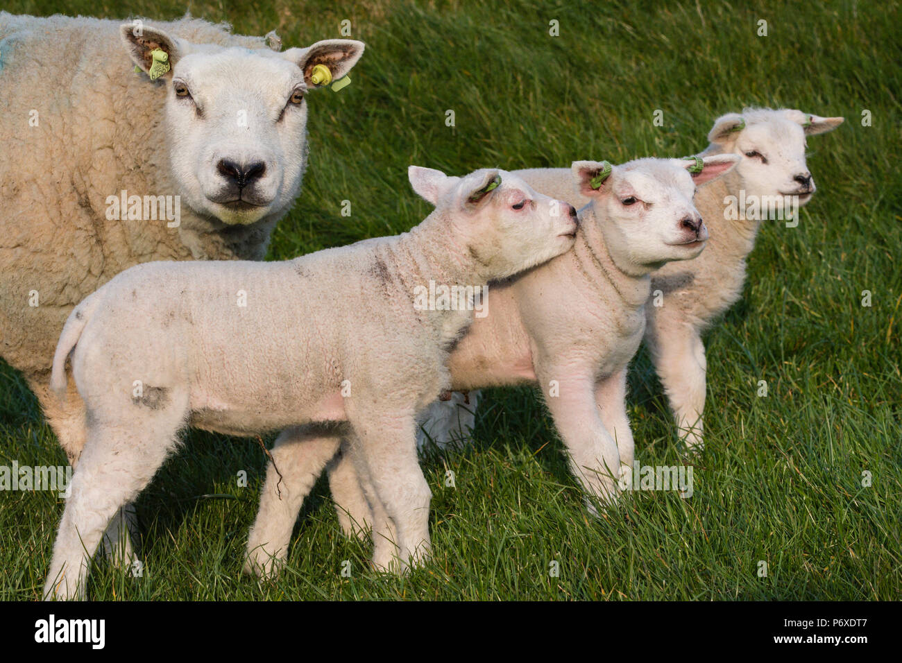 Texel sheep, texel, netherlands Stock Photo - Alamy