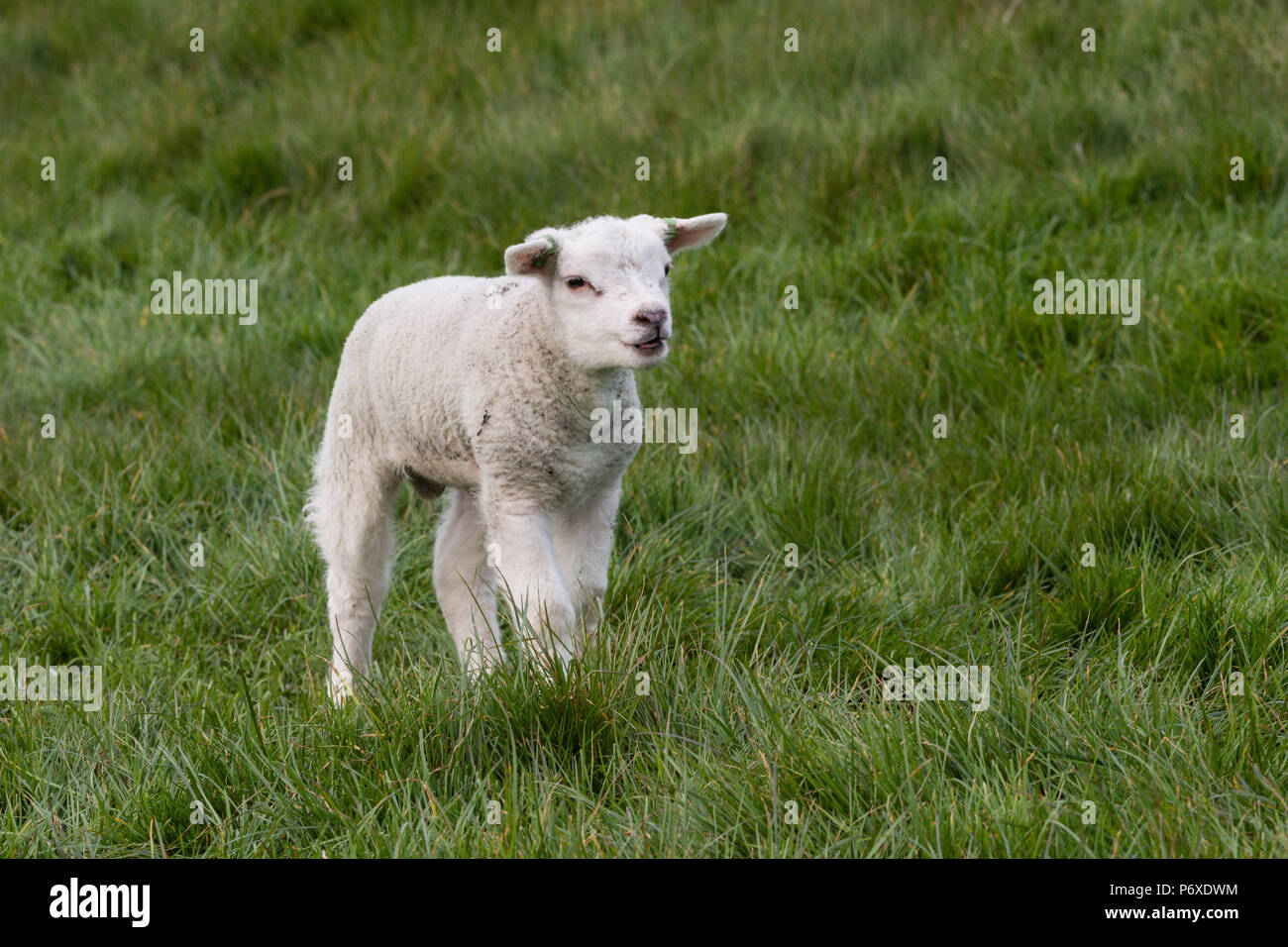 Texel sheep, texel, netherlands, Ovis orientalis aries Stock Photo - Alamy