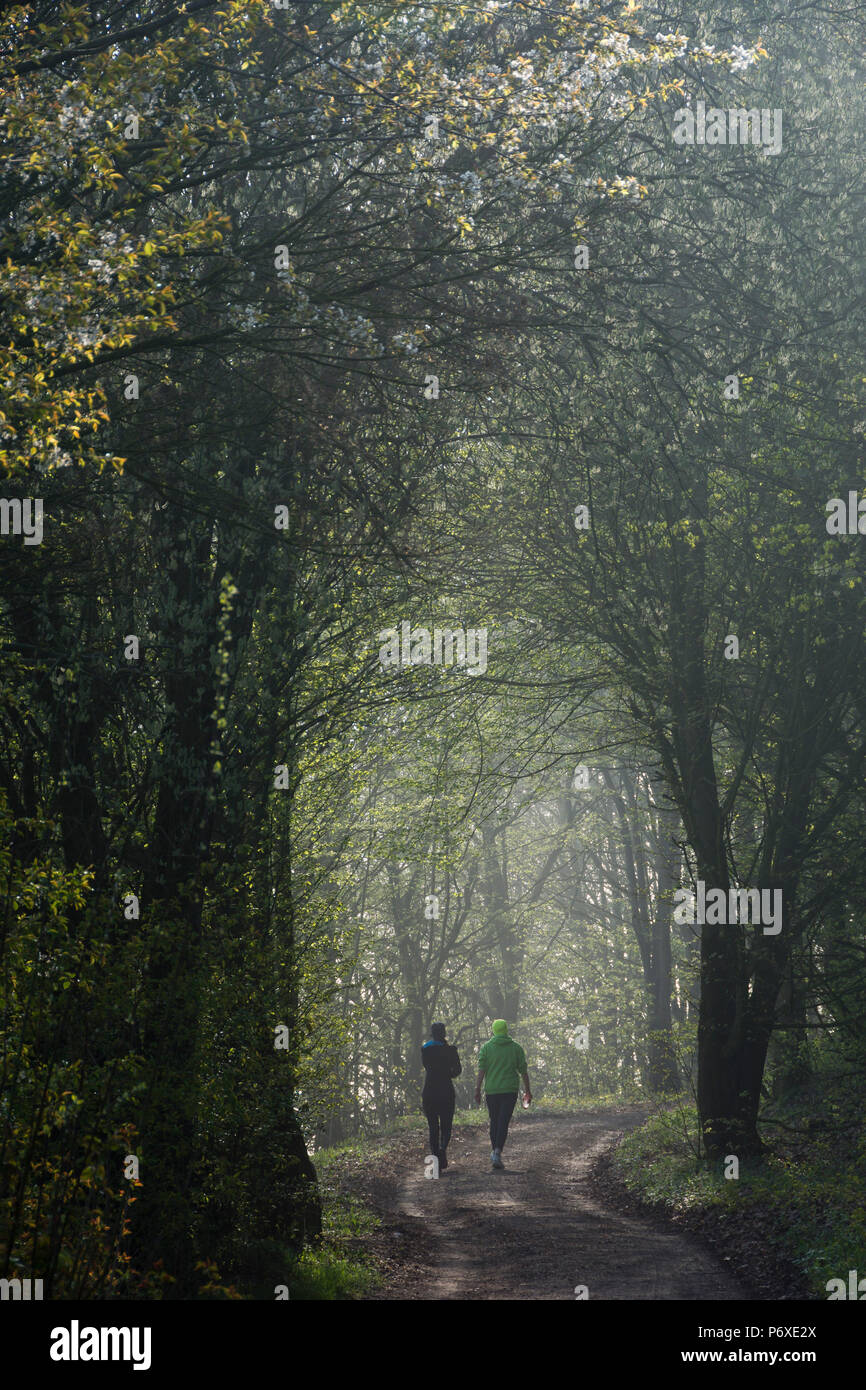Hesse forest hi-res stock photography and images - Alamy