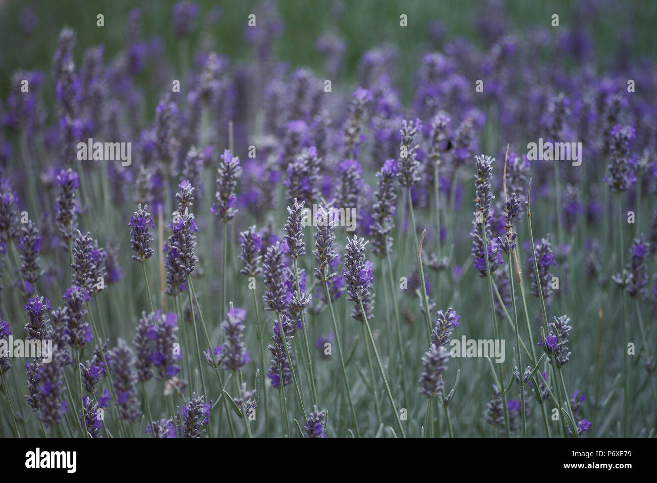 Lavender fragrant blossom Lavandula Stock Photo - Alamy