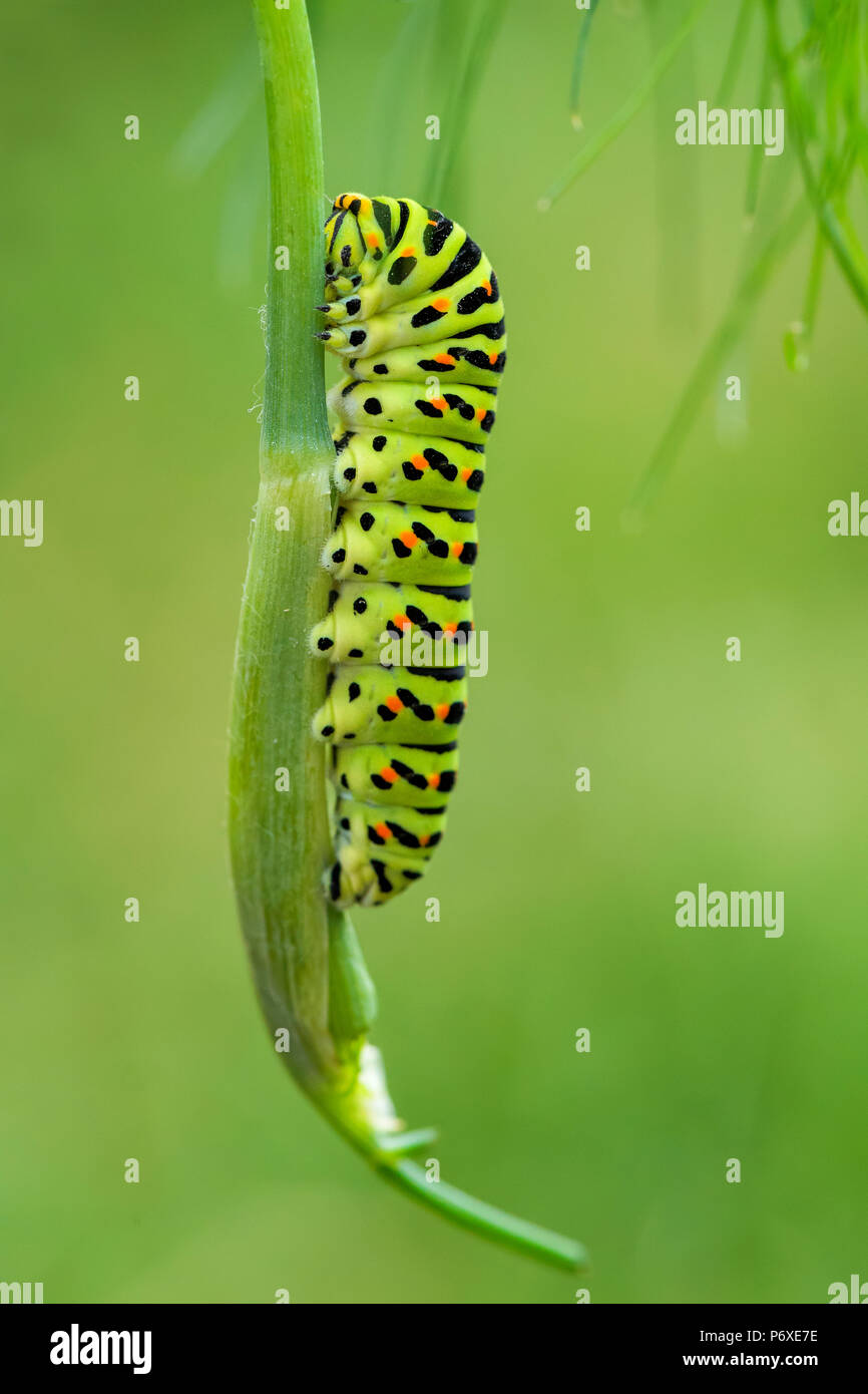 Old World Swallowtail butterfly - Papilio machaon, beautiful colored ...