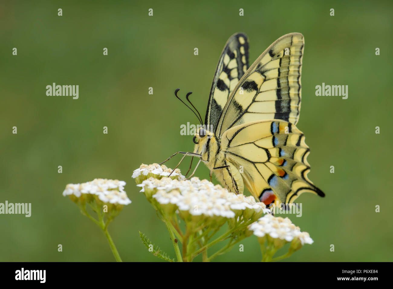 Old World Swallowtail butterfly - Papilio machaon, beautiful colored ...
