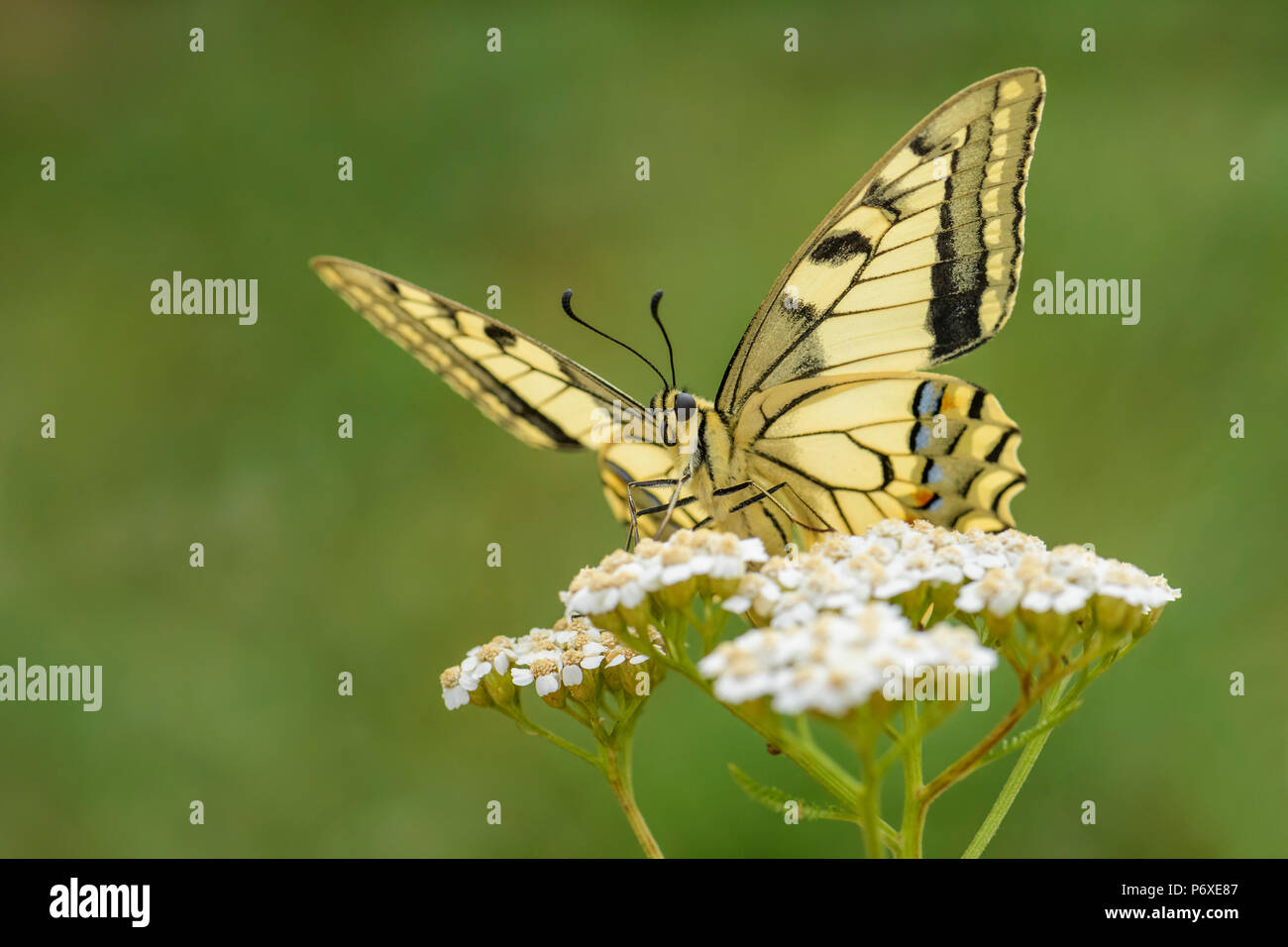 Old World Swallowtail butterfly - Papilio machaon, beautiful colored ...