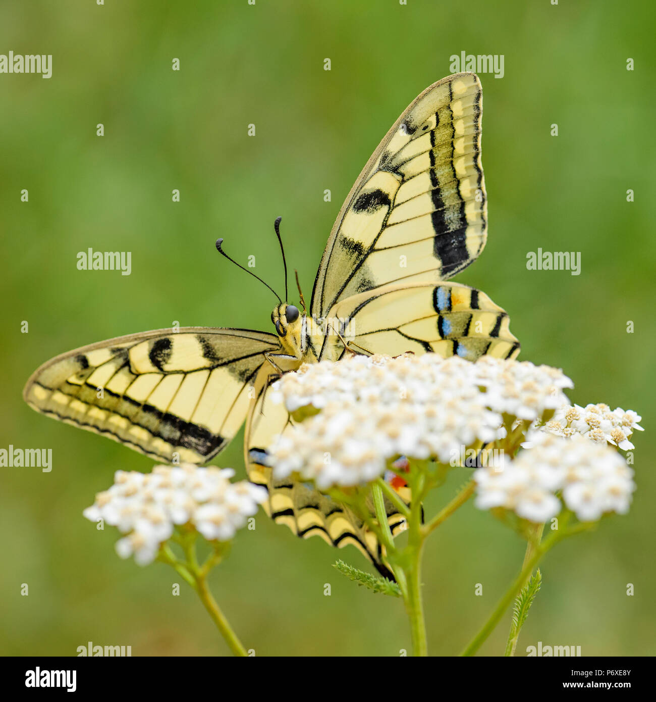 Old World Swallowtail butterfly - Papilio machaon, beautiful colored ...