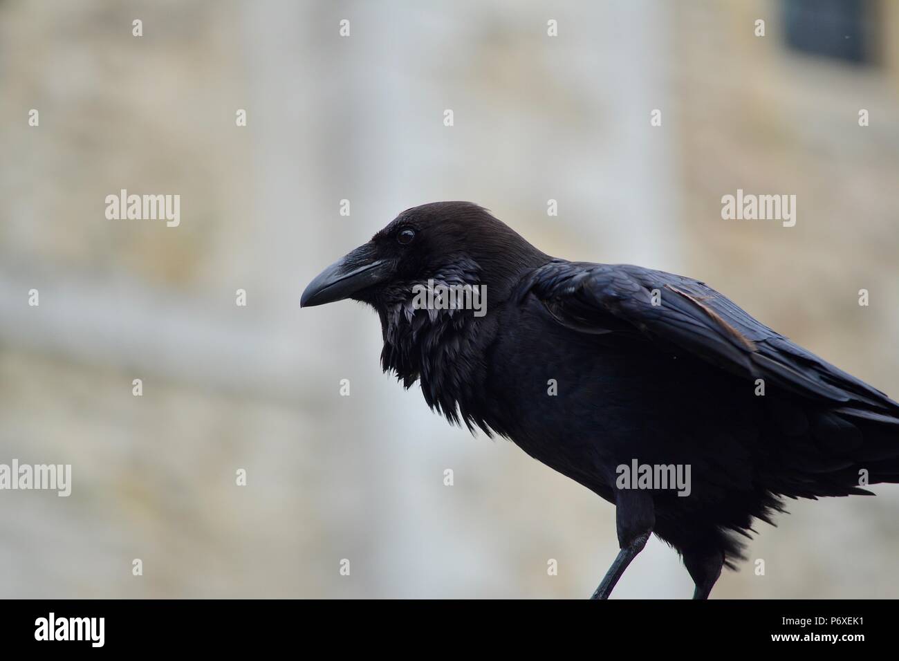 Ravens with clipped wings in the Tower of London, City of London ...
