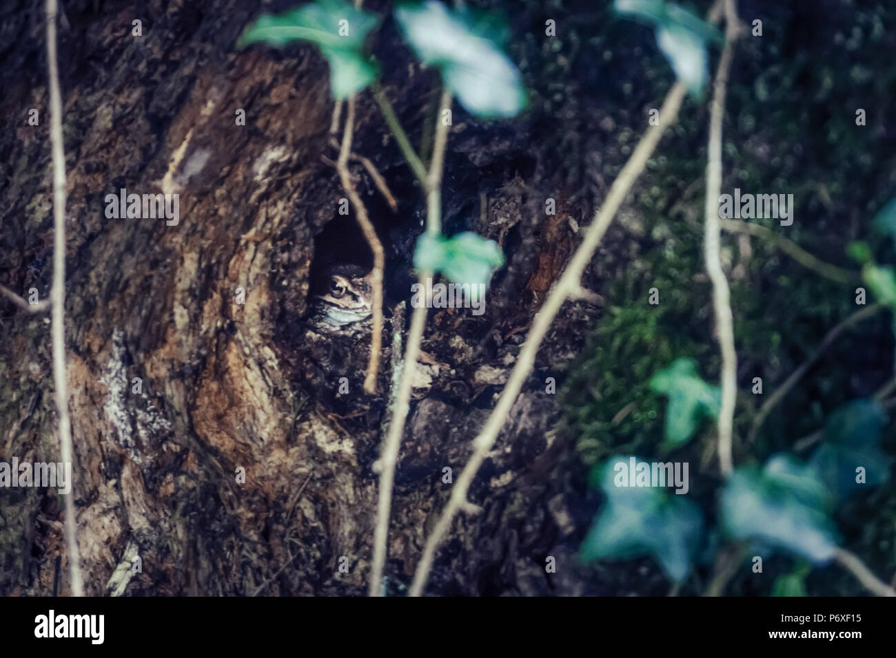 A frog hides in a stump covered in ivy Stock Photo - Alamy
