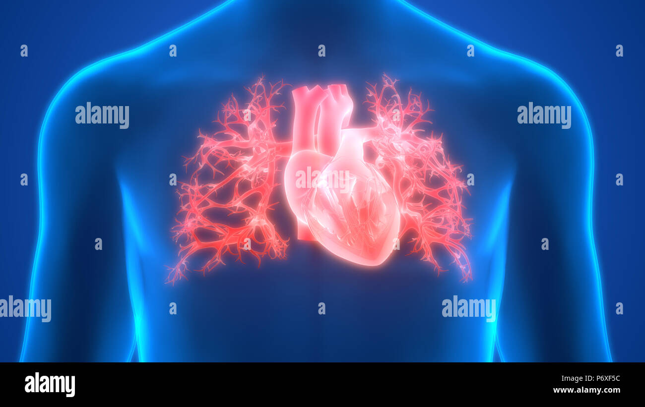 Human Body Organs Cardiovascular System Heart Anatomy Stock Photo - Alamy