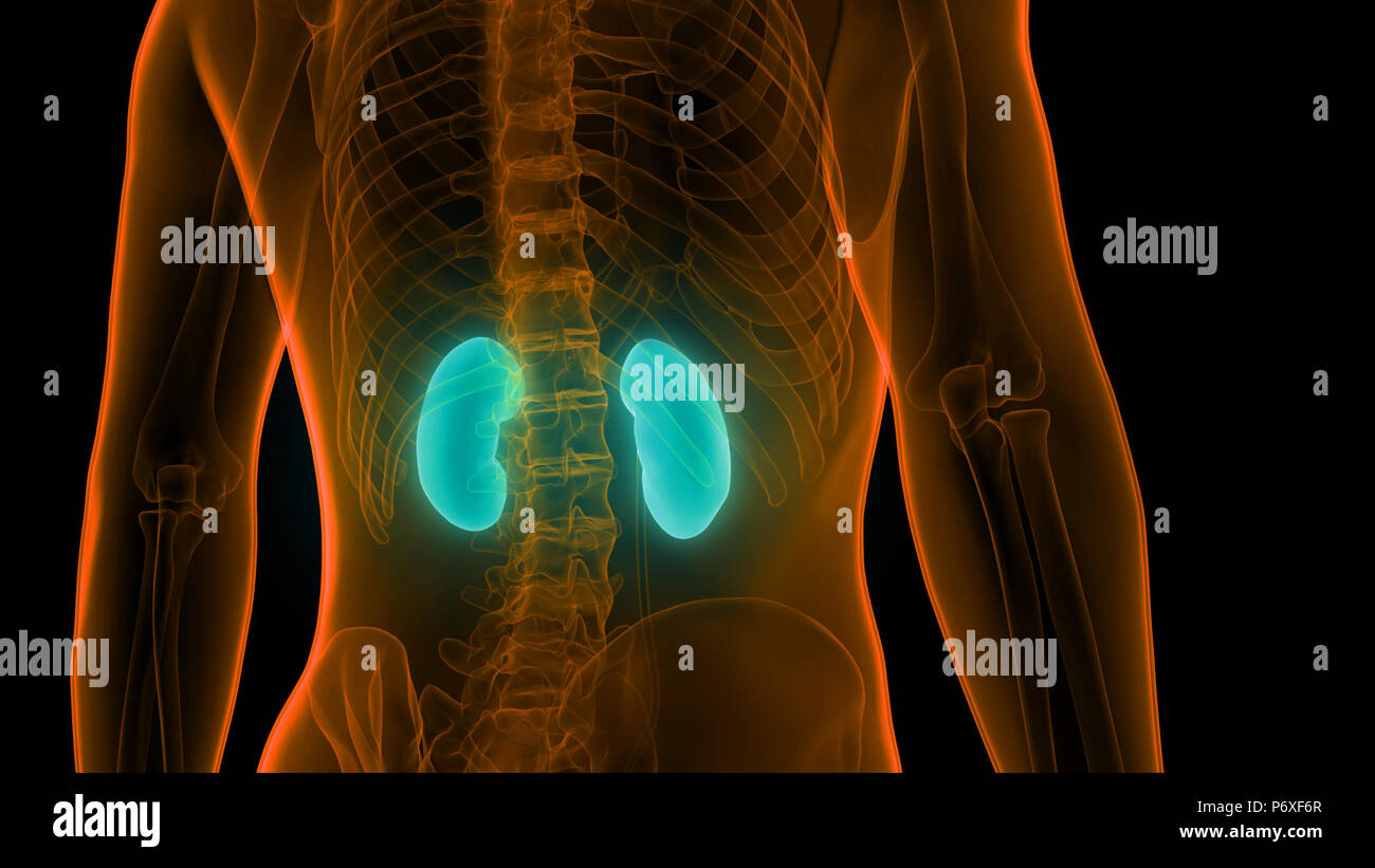 Human Urinary System Kidneys with Bladder Anatomy Stock Photo - Alamy