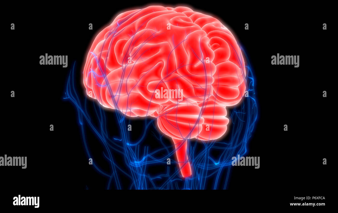 Human Brain With Circulatory System Anatomy Stock Photo - Alamy