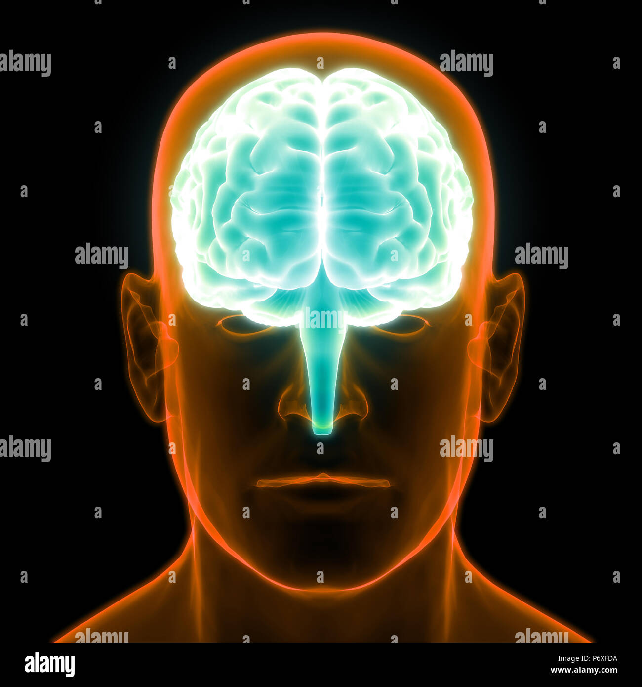 Human Body Organs Brain Anatomy Stock Photo - Alamy