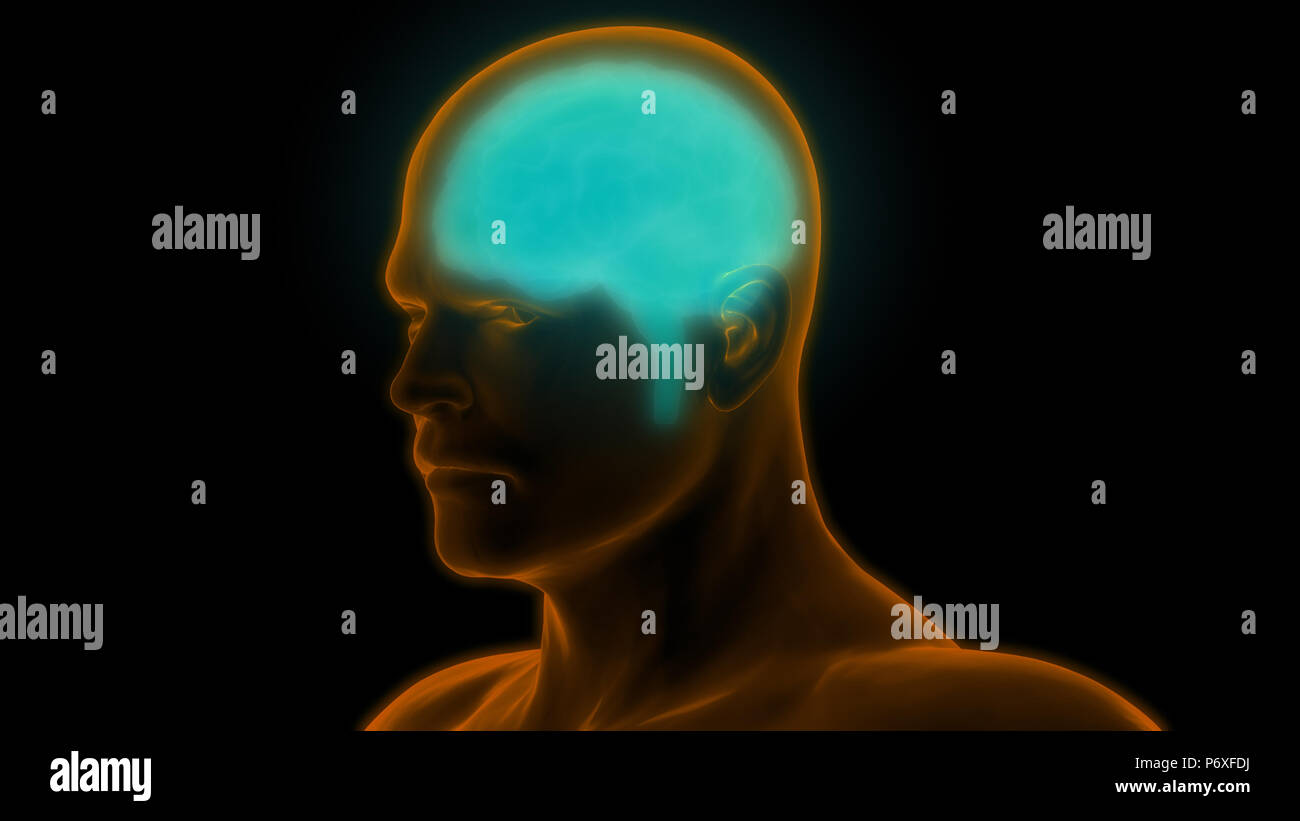 Human Body Organs Brain Anatomy Stock Photo - Alamy
