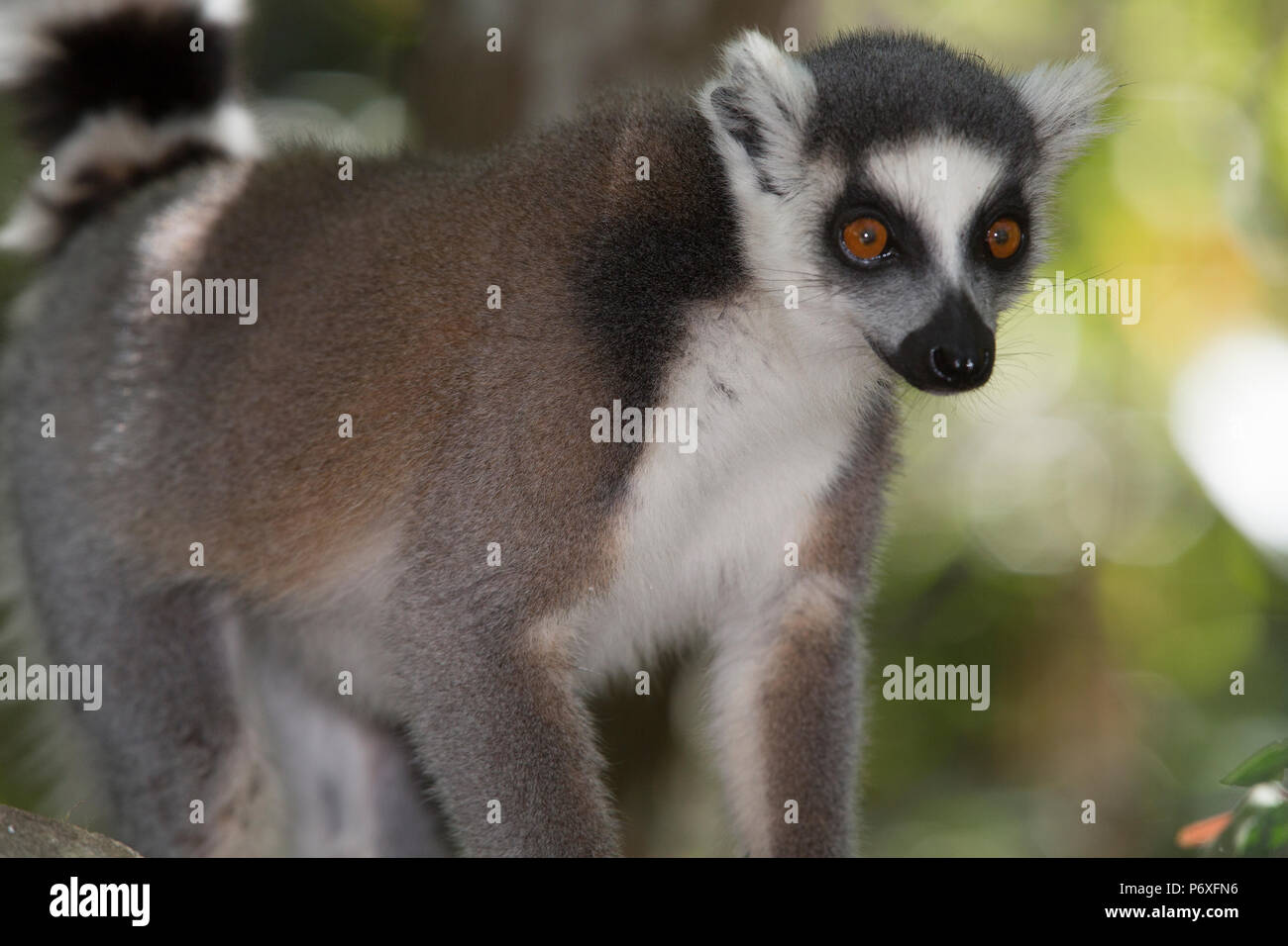 Ring-tailed lemur, Madagascar Stock Photo - Alamy
