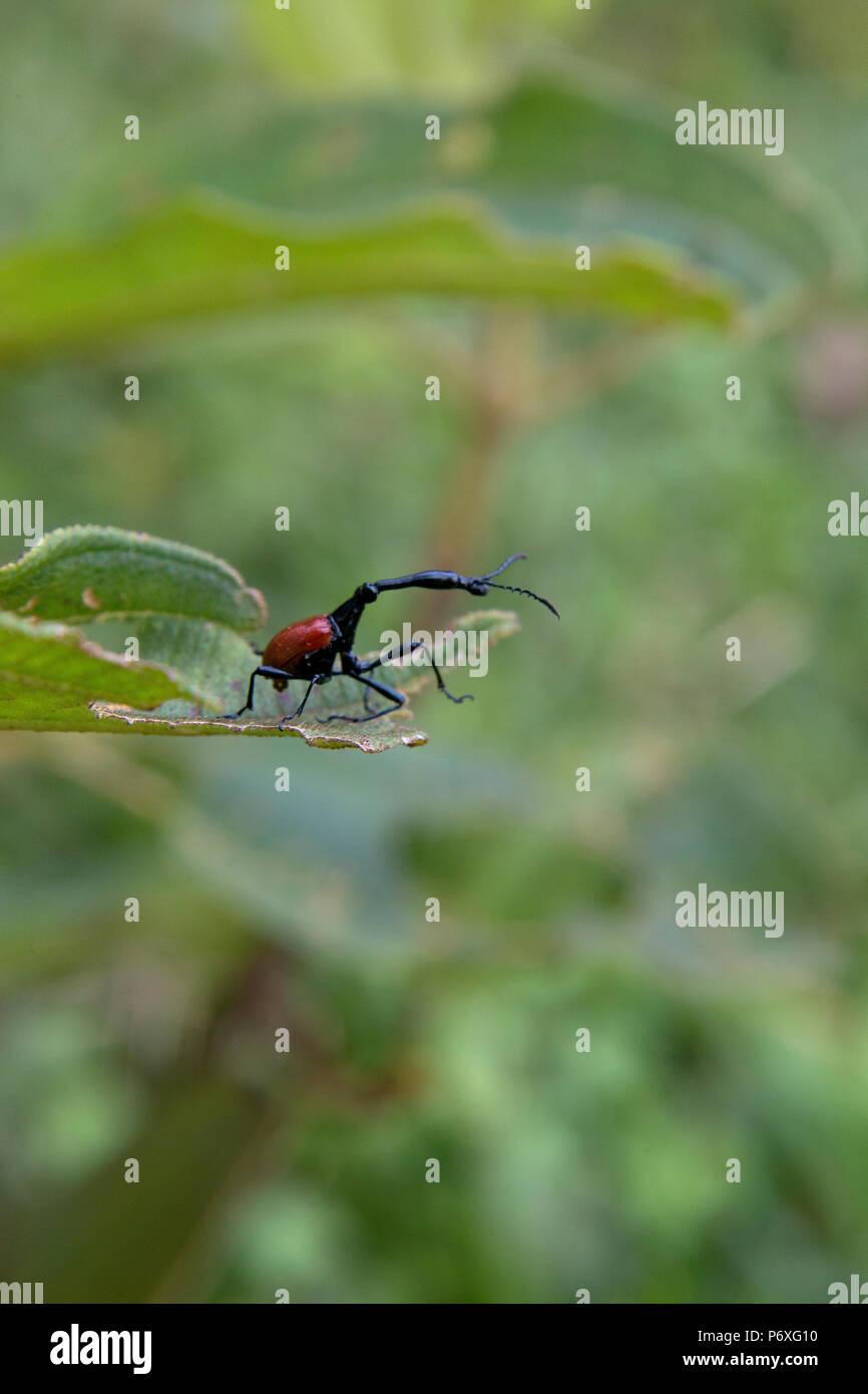 Giraffe weevil nest hi-res stock photography and images - Alamy