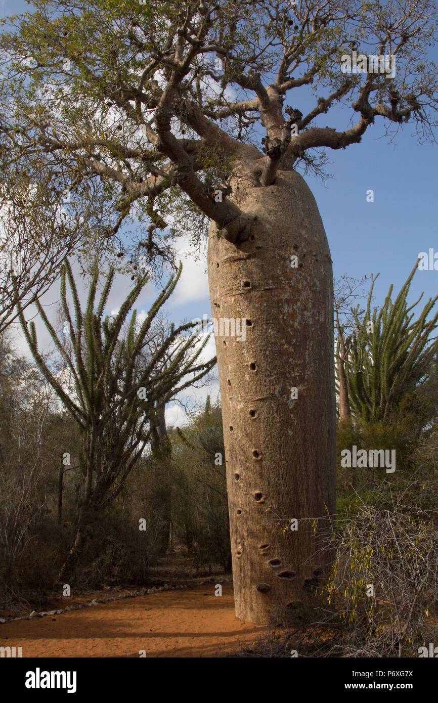 Spiny forest, Raniala Nature Reserve, Ifaty, Madagascar Stock Photo - Alamy