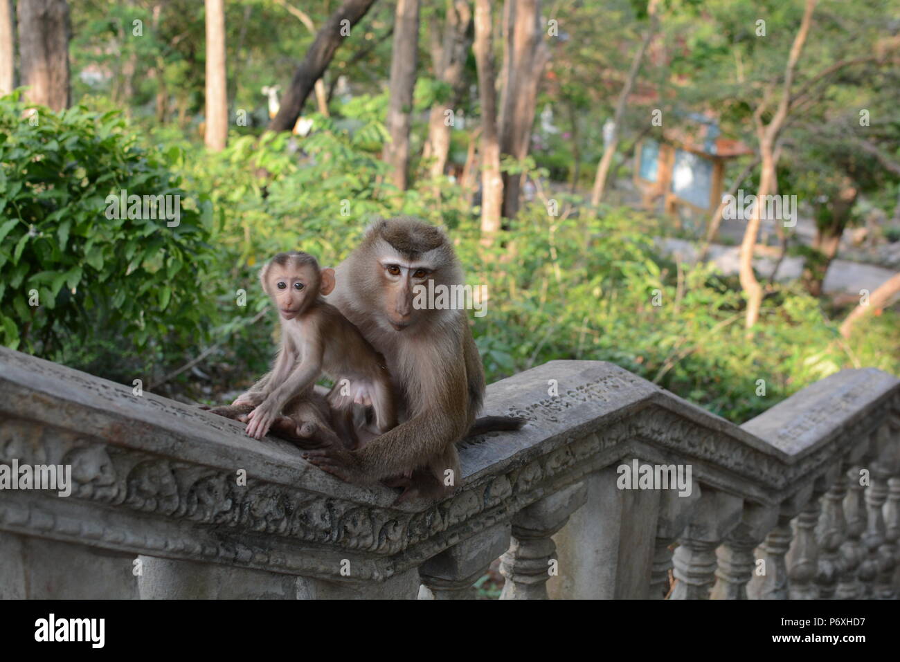 Wild monkeys in Cambodia Stock Photo - Alamy