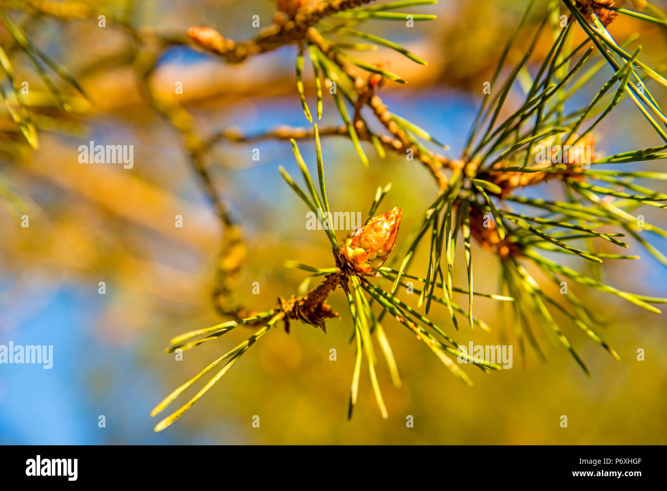 Scots pine pinus sylvestris l hi-res stock photography and images - Alamy